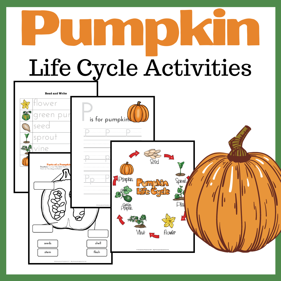 Pumpkin Life Cycle For Preschool