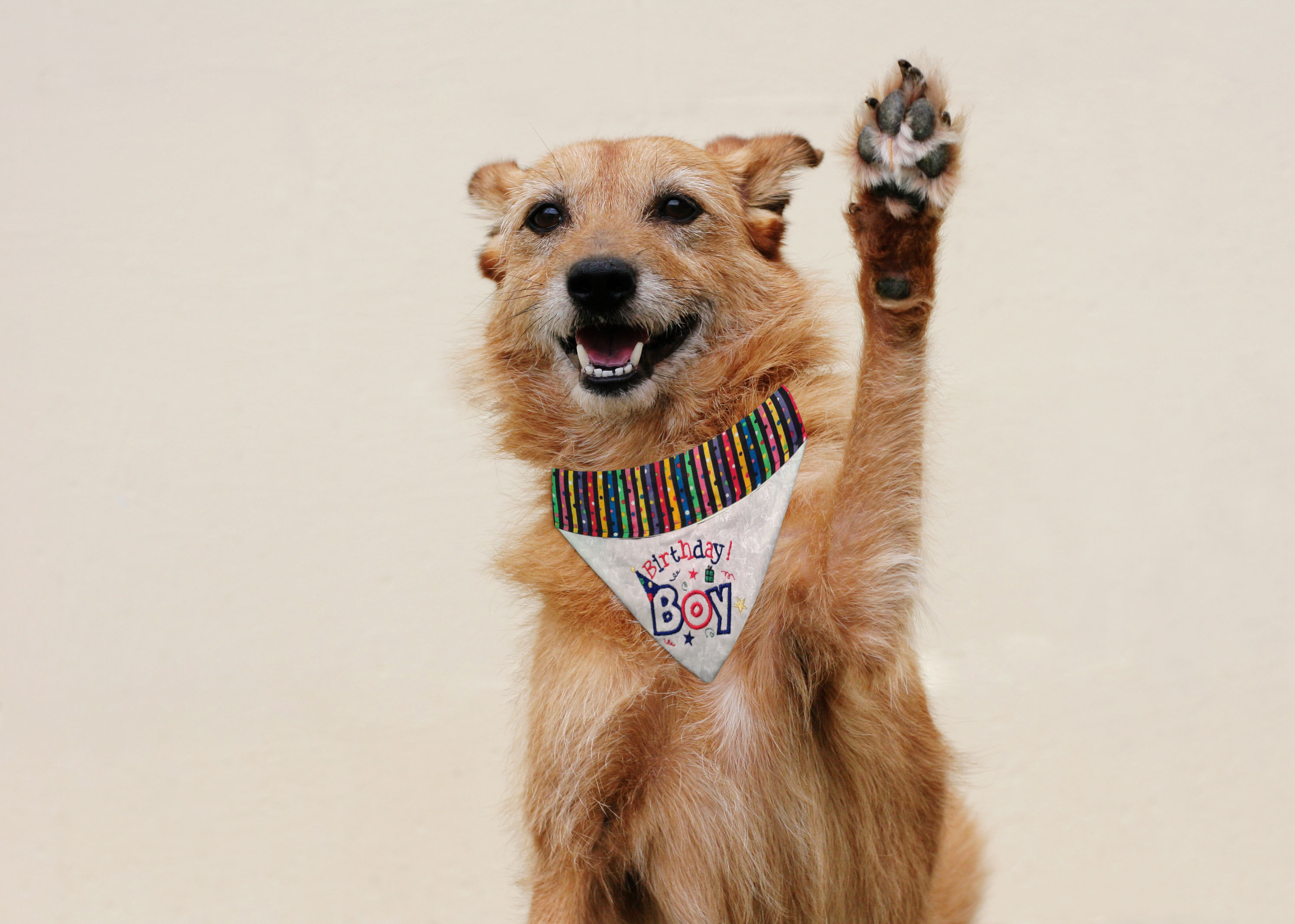 Explore Promotions, Discount & Offers On Dog Product Online – Mydeye